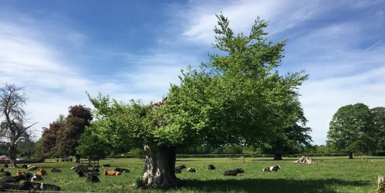 Clongowes Wood College | My Braveheart Tree! | Clongowes Wood College